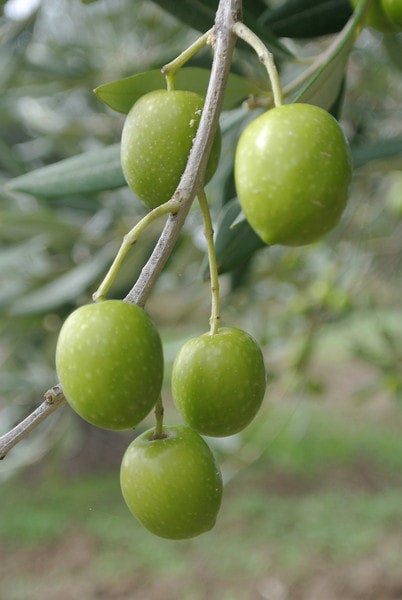 Gourmet Infused Olive Oils | The Tree Of Oil
